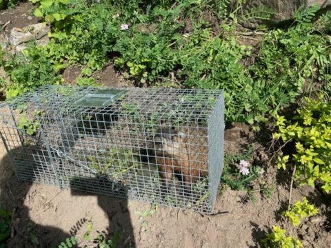 Humane Removal of Woodchucks