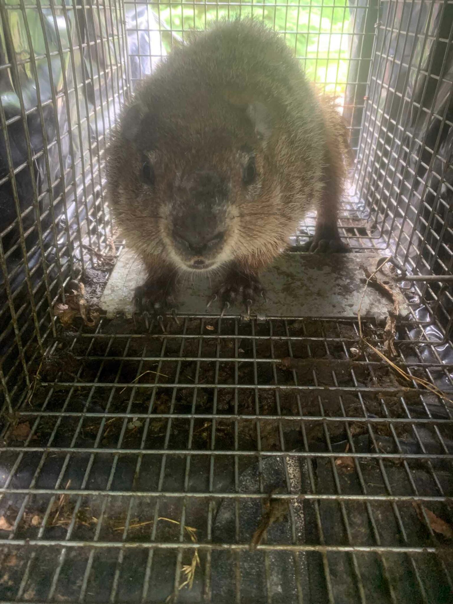 Woodchuck Removal Solutions in the Hudson Valley, NY